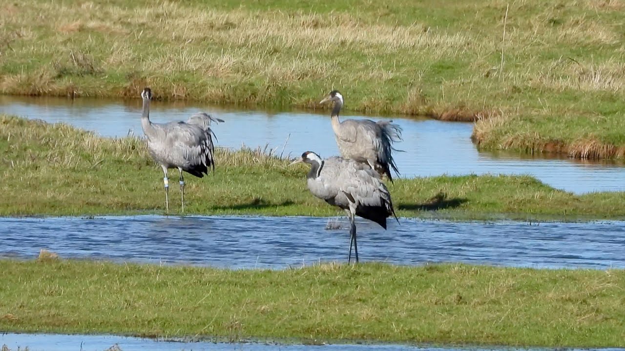 Slimbridge: Estuary Tower and Stephen Kirk Hides 4K - YouTube