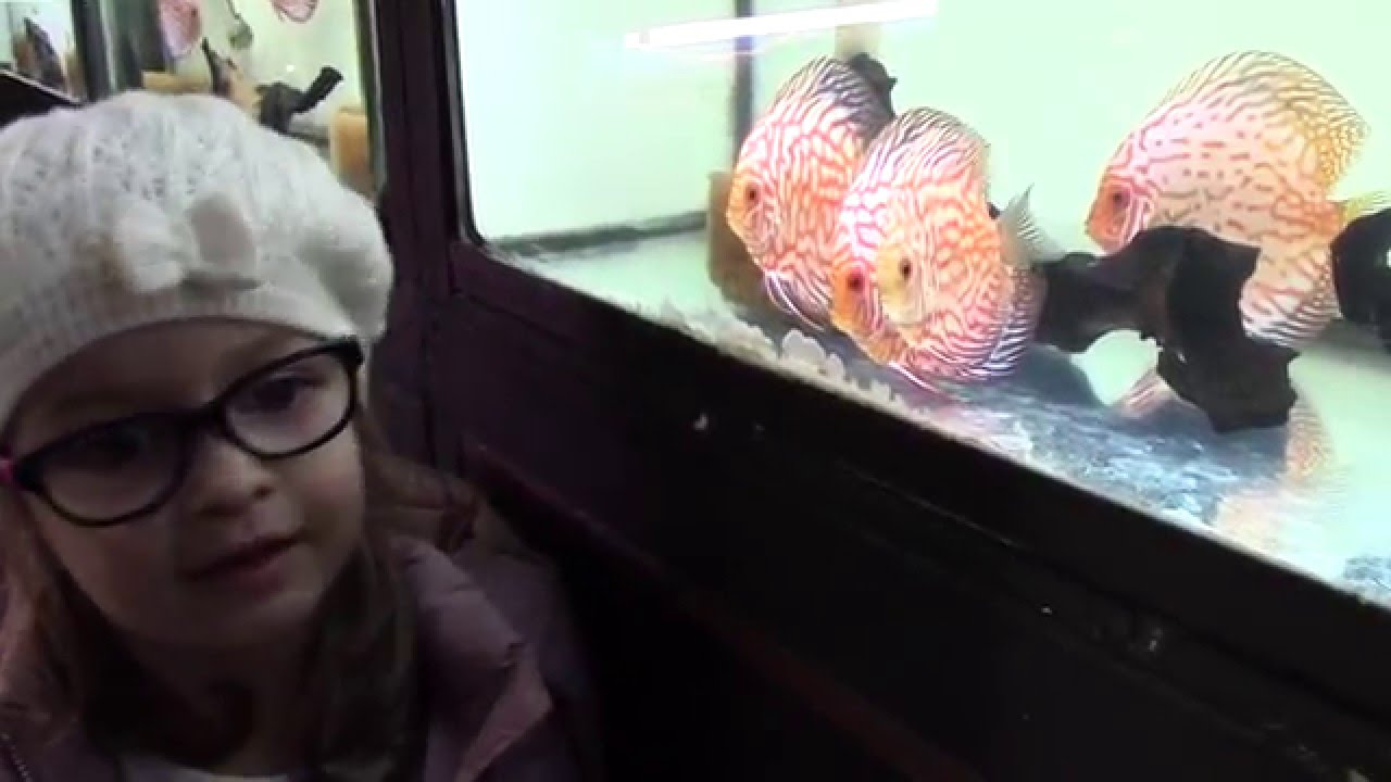 Discus Madness & Piranha Attack !!!! - YouTube