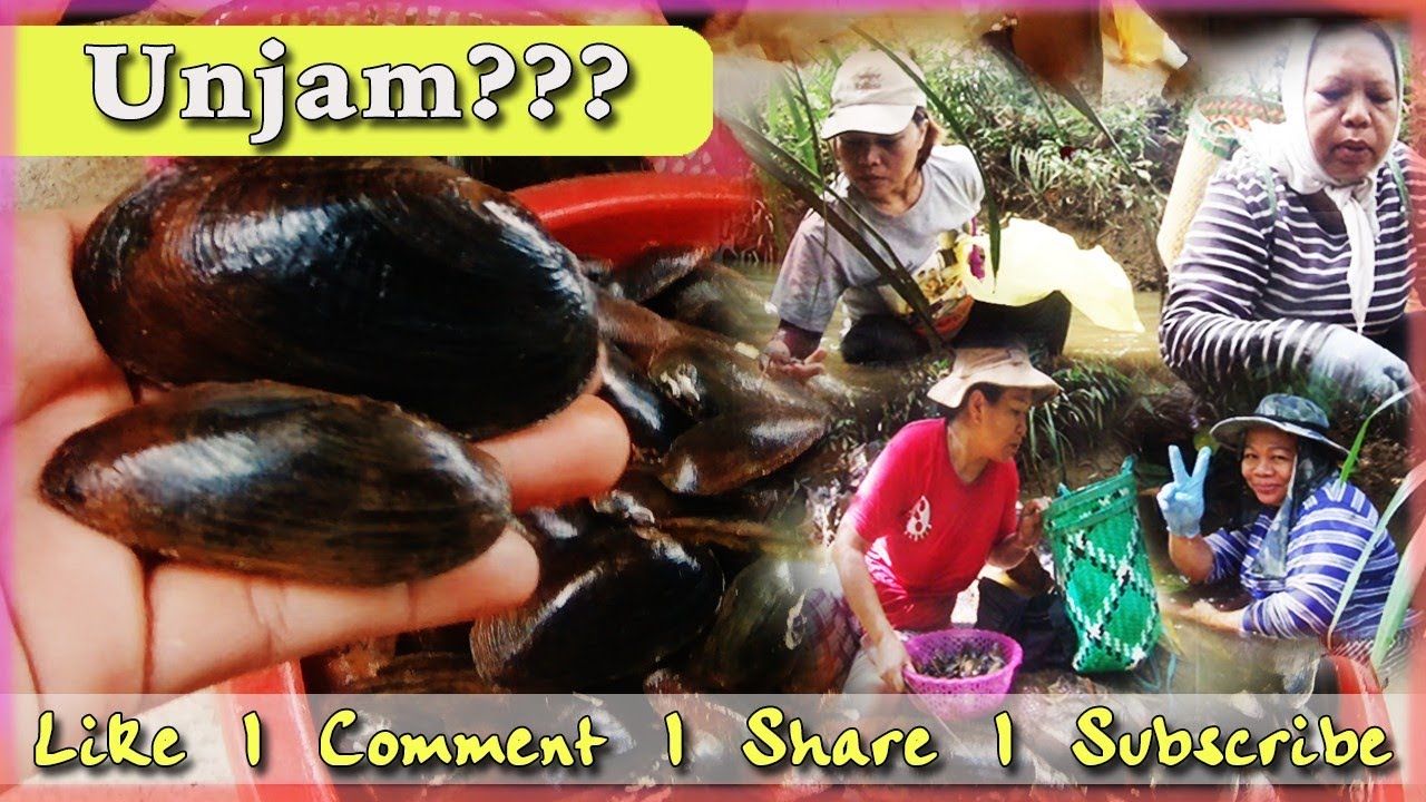 Indu iban mencari Unjam terus dimasak | catch & cook - YouTube