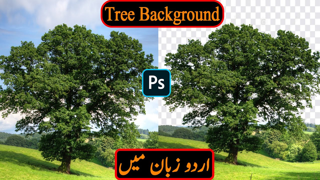 Tree Background Remove In Photoshop In Urdu - YouTube
