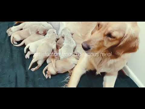 Golden Köpek Yavrularını Emziriyor.