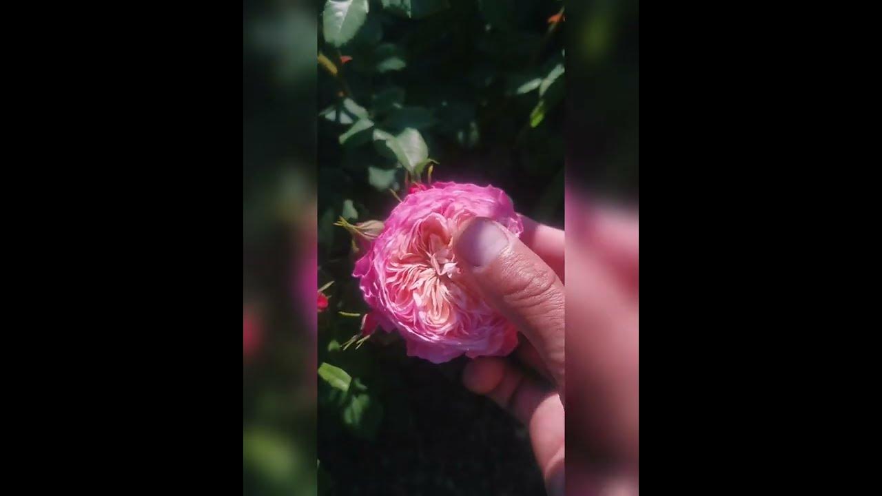 Роза Констанс Английская Девида Остина - YouTube