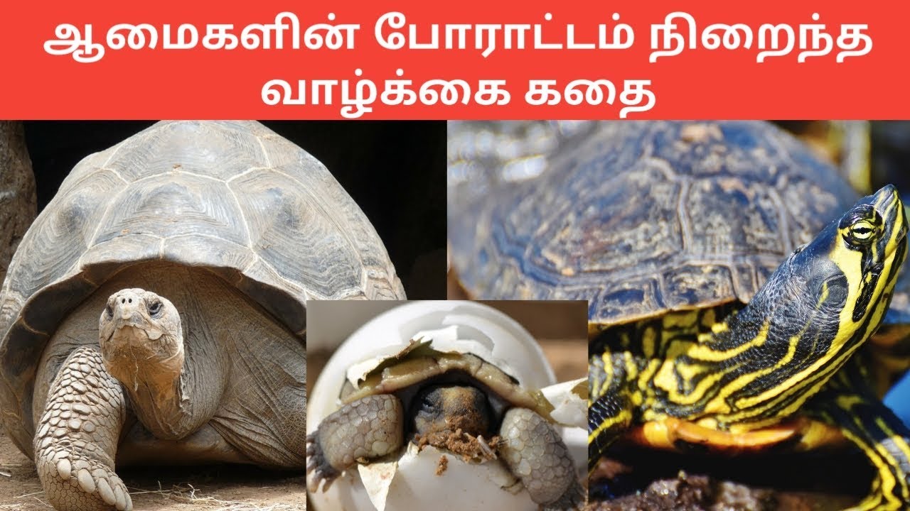 ஆமைகளின் வாழ்க்கை பற்றி 10 சுவாரஸ்யமான விஷயங்கள்/ sea tortoise / Tamil ...