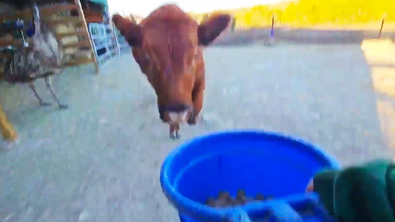POV you get chased by Winnie at Alveus - YouTube
