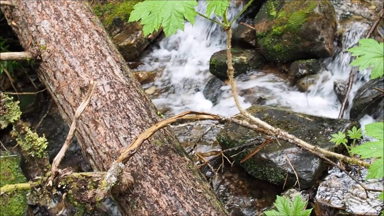 Ancient Forest, Prince George, BC - YouTube