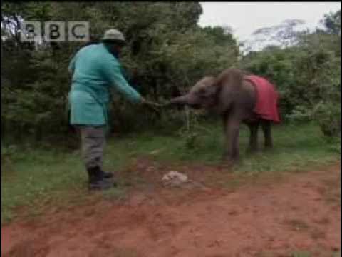 Abandoned baby elephant struggles for survival - BBC wildlife - YouTube