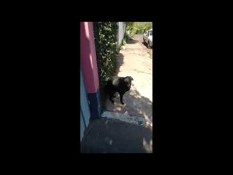 a nova dançarina do funk