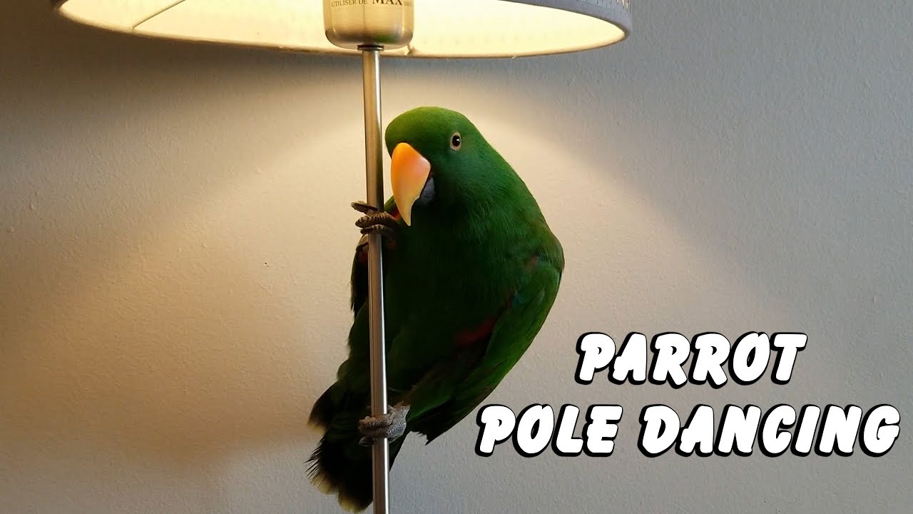Parrot Pole Dances 🦜🔥 - Jasper the Eclectus Parrot - YouTube