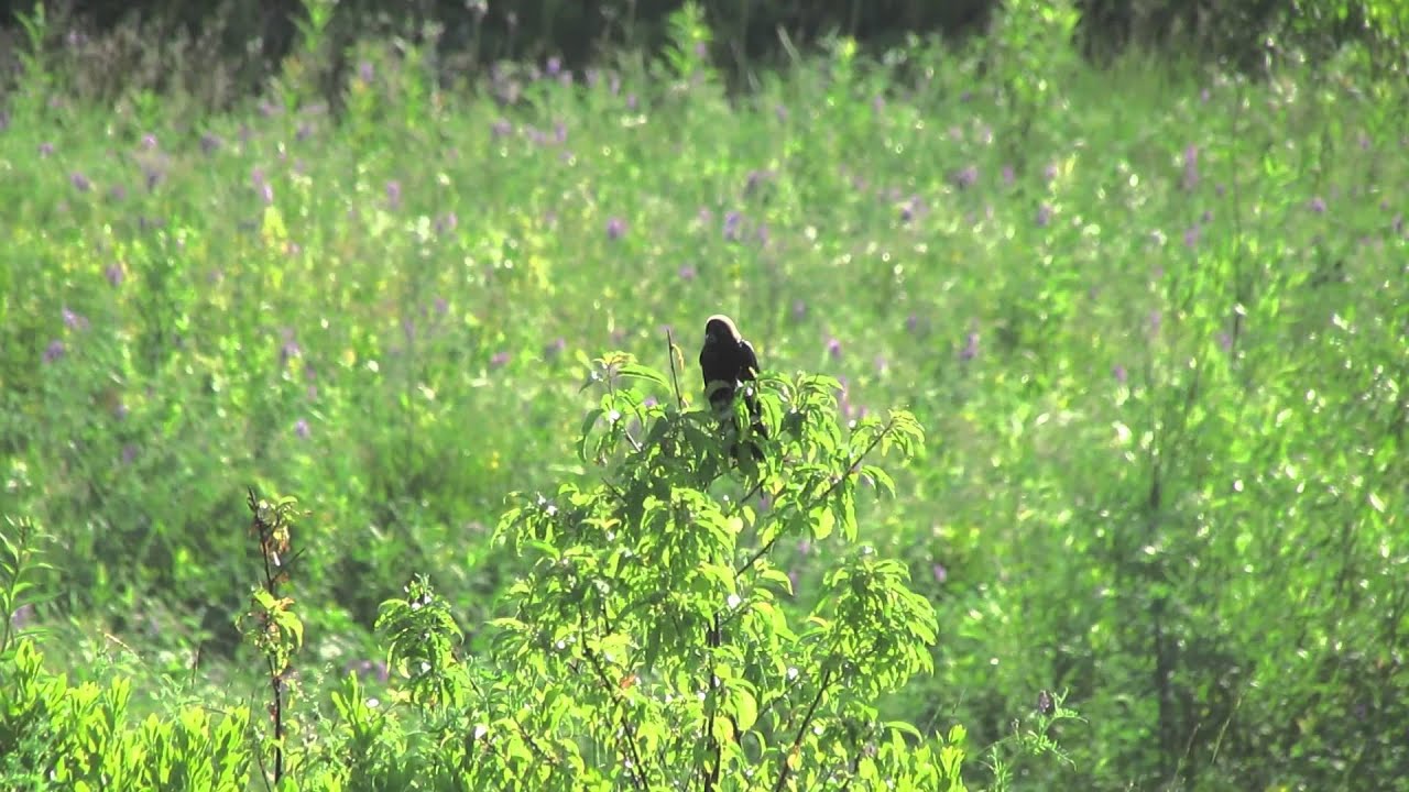 Singing bobolink - YouTube