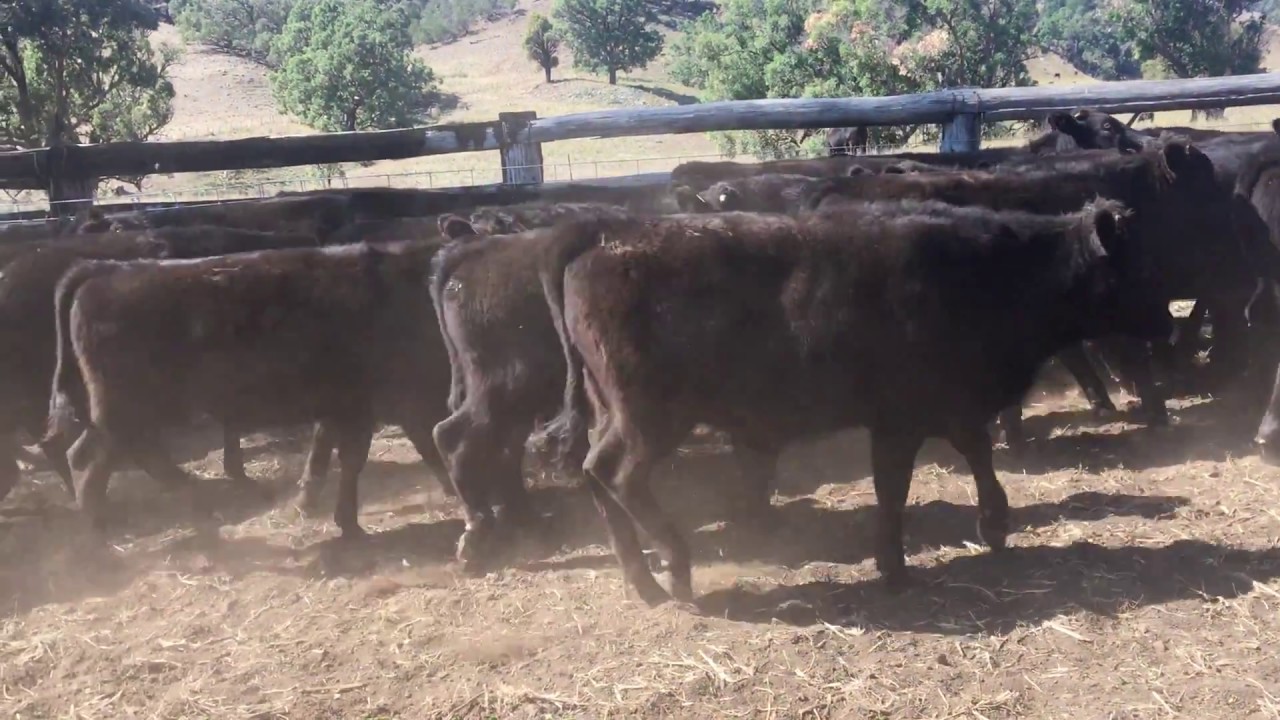 74 Crossbred Wagyu F2 75% Unweaned Steers - YouTube