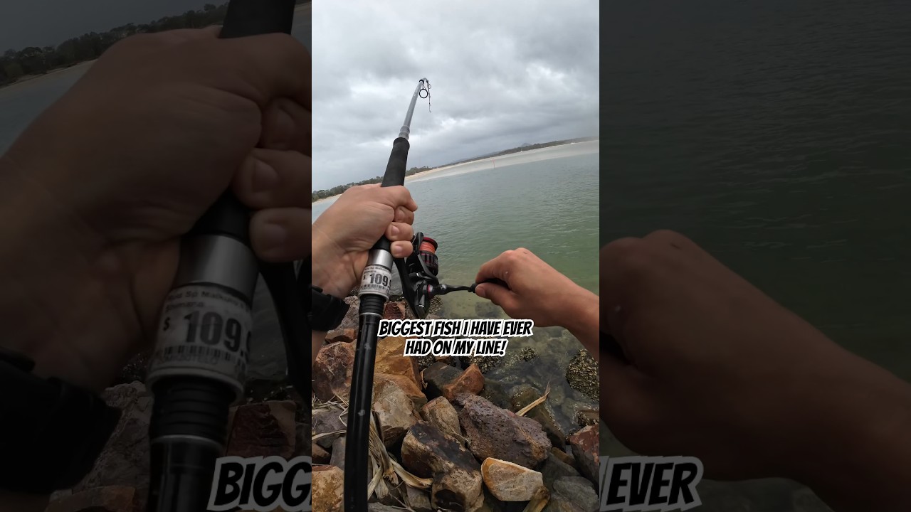 What do you think it was? 3m flatty? #noosafishing #noosaheads #camping ...