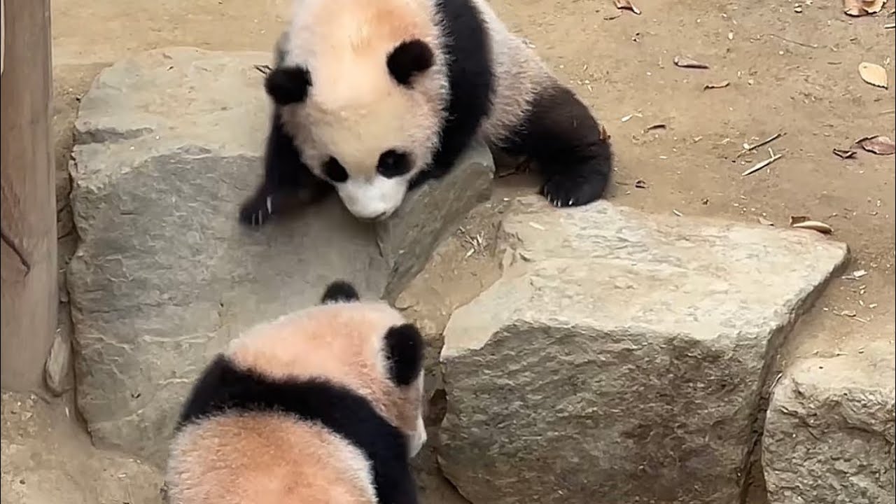 #아이바오#루이바오#후이바오#판다#aibao#爱宝#panda#パンダ#熊猫#华呢#睿宝#輝宝#ruibao#huibao# ...