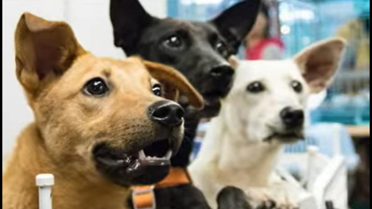 Animal Shelters OVERRUN As Pandemic Pets Are Being Returned - YouTube