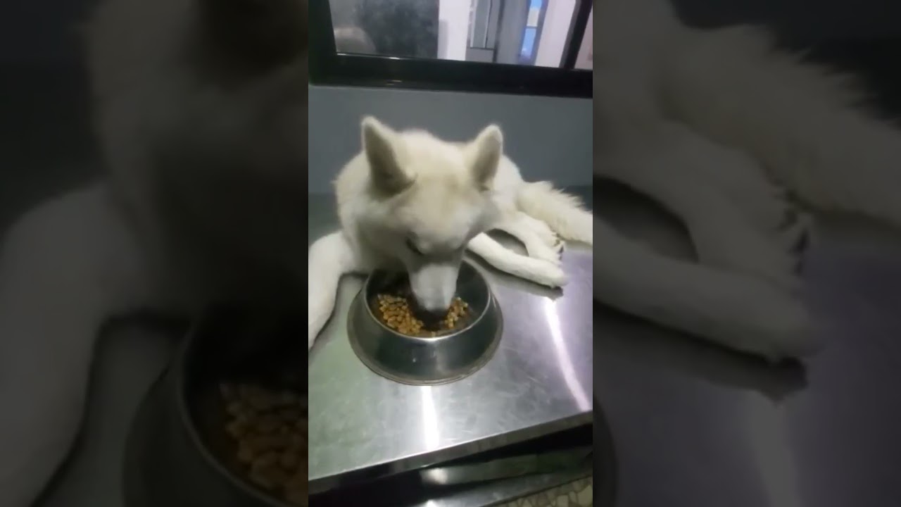 very LAZY Dog , eating while sitting - YouTube