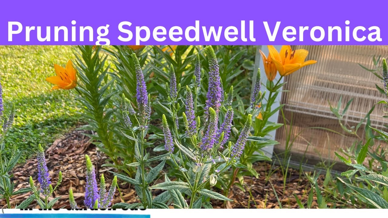 How to prune Veronica the perennial - YouTube