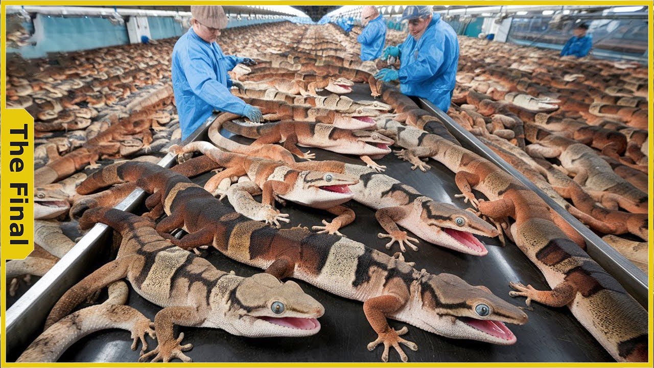 How Chinese Farmers Make $800,000 from Gecko Farming – Meat Production ...