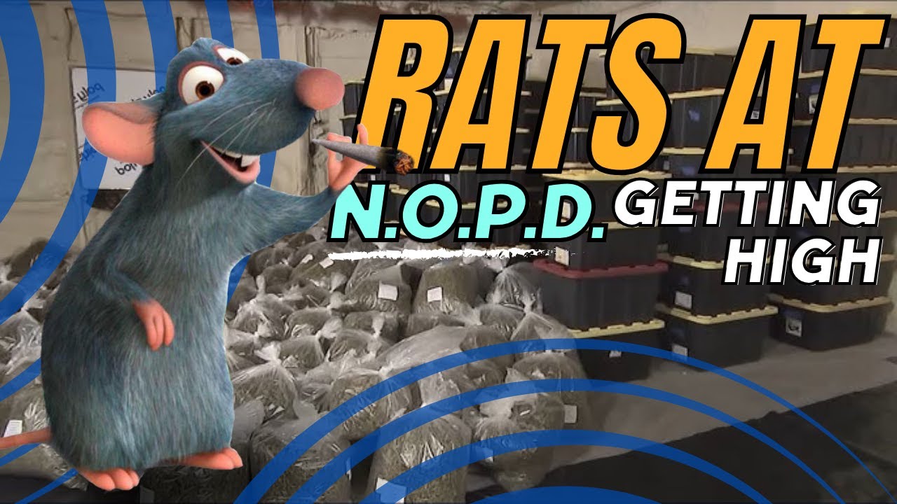 Shocking: Rats in New Orleans Police Station High on Marijuana - YouTube