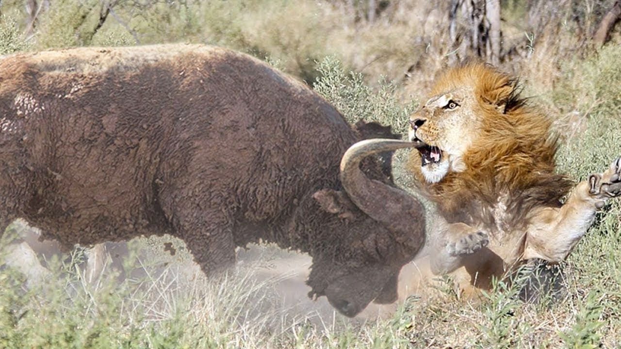 Amazing! Lion vs BuffaloㅣKing Lion Hunting BuffaloㅣWild Animal Attacks ...