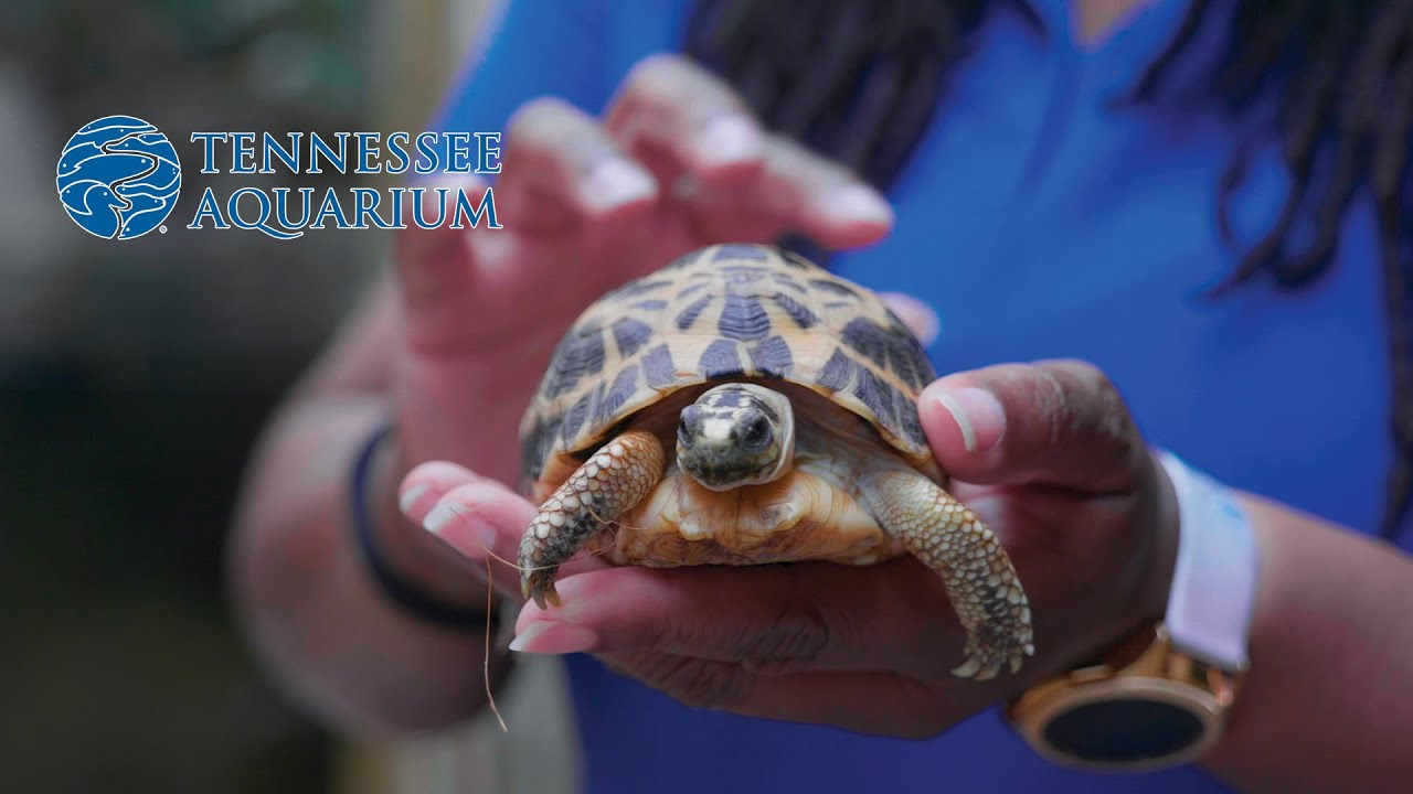 Turtles vs Tortoises: What's the difference? - YouTube