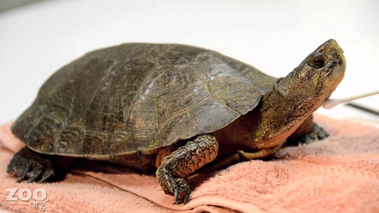 Turtle Gets a Tickle - YouTube
