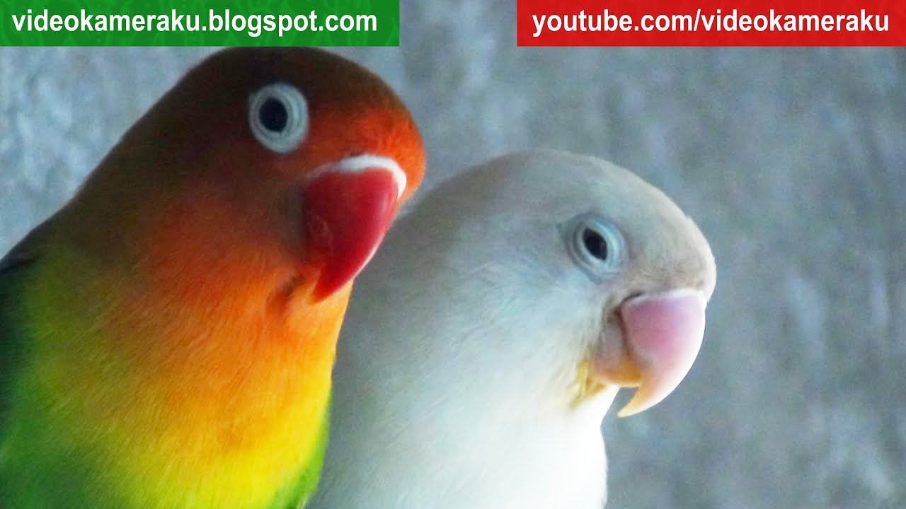 Lovebird Activity - Lovebird Sounds (June-18-2018) - YouTube