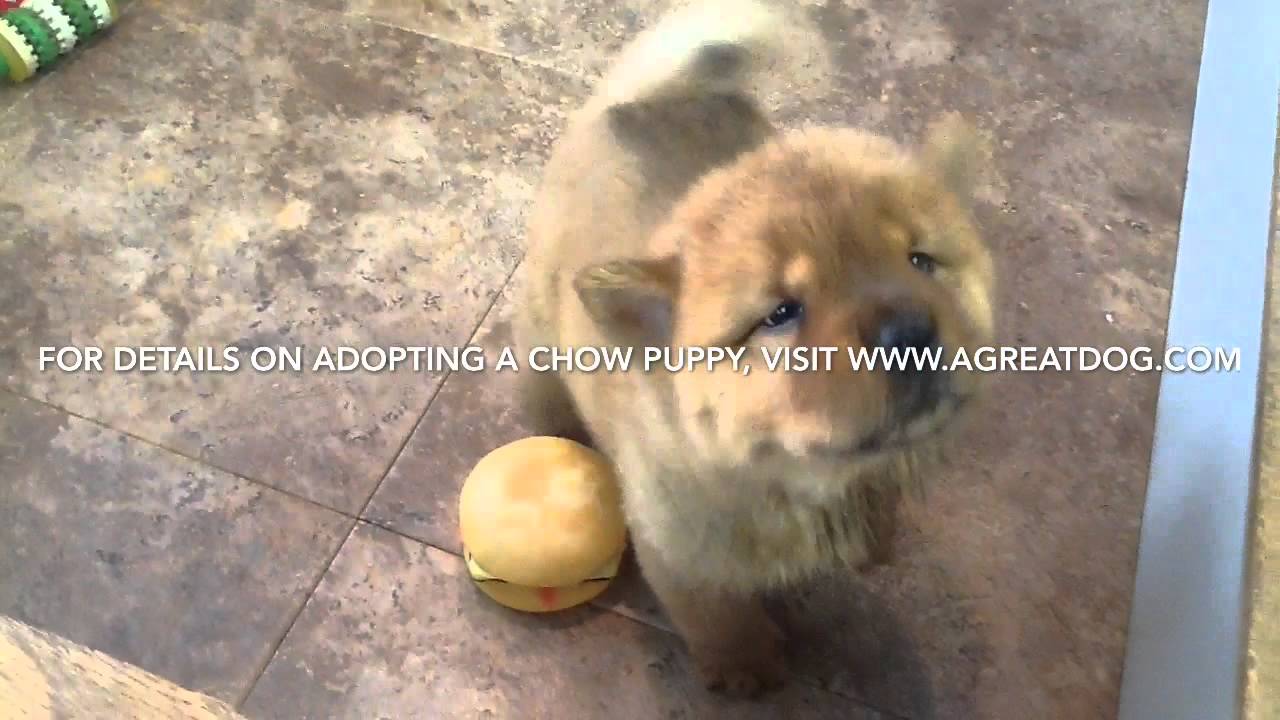 Smooth Coat Red Female Chow - YouTube