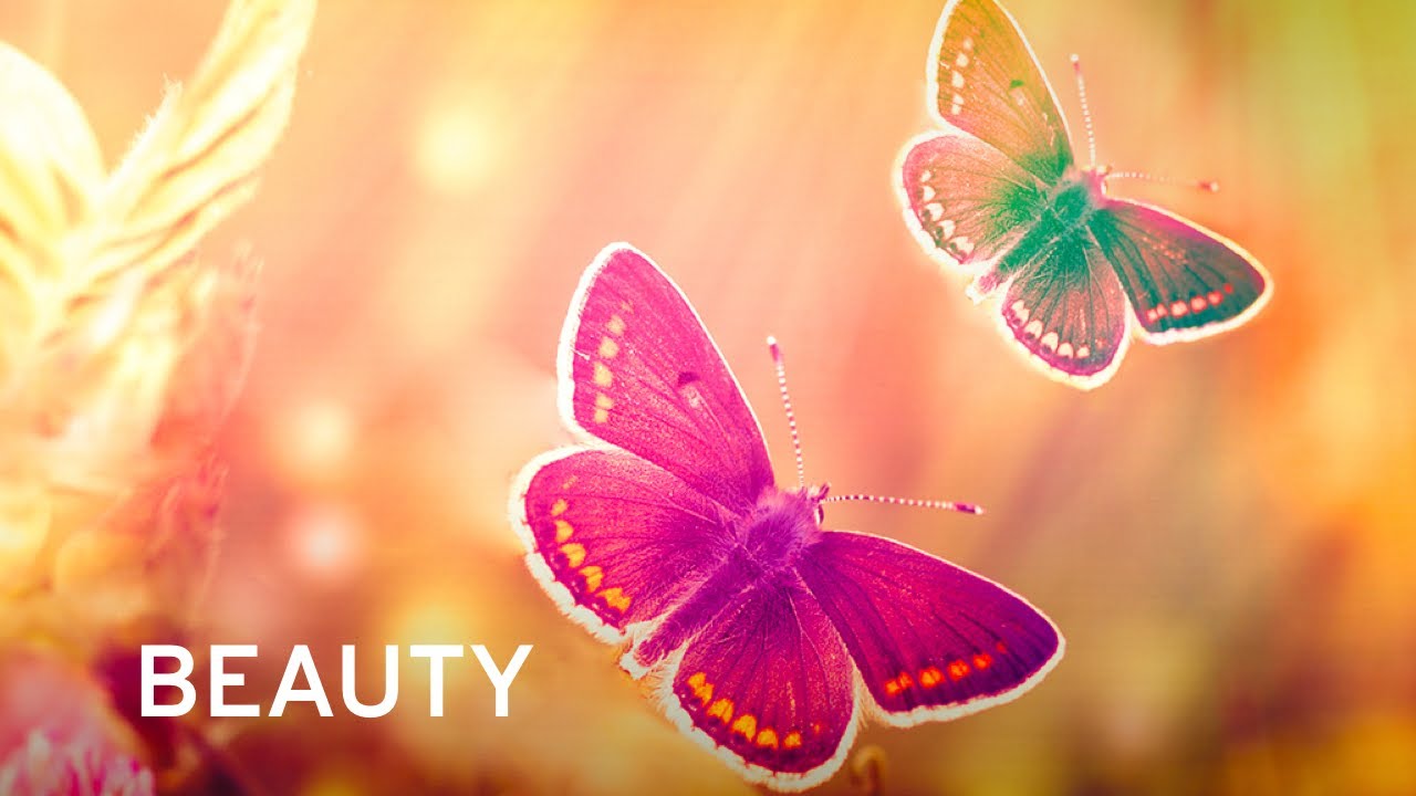 Beauty: Level 2 - Journey 12 (30 sec trailer) - YouTube