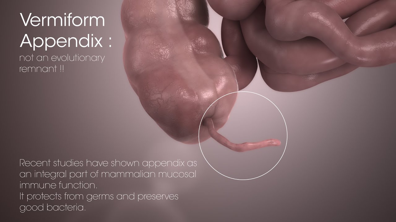 The Appendix is Useless? Debunking the Evolution Claim - YouTube