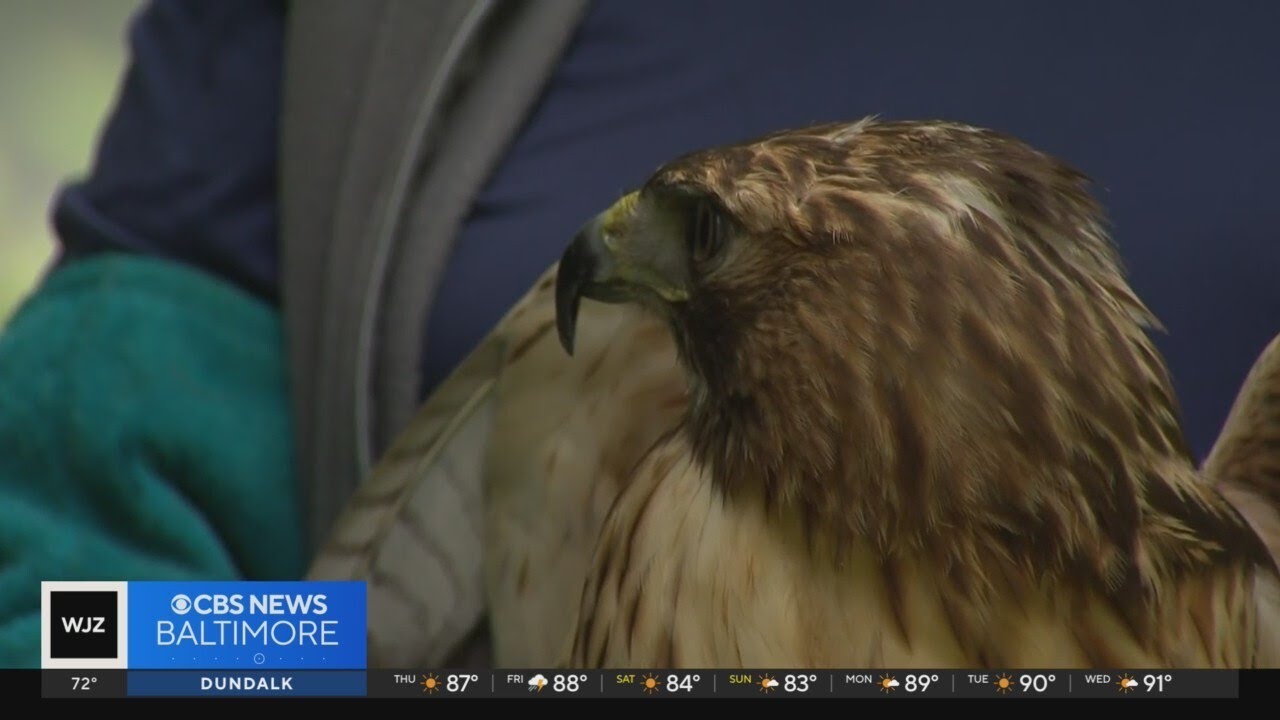 Injured missing hawk located miles away from Baltimore County nature ...