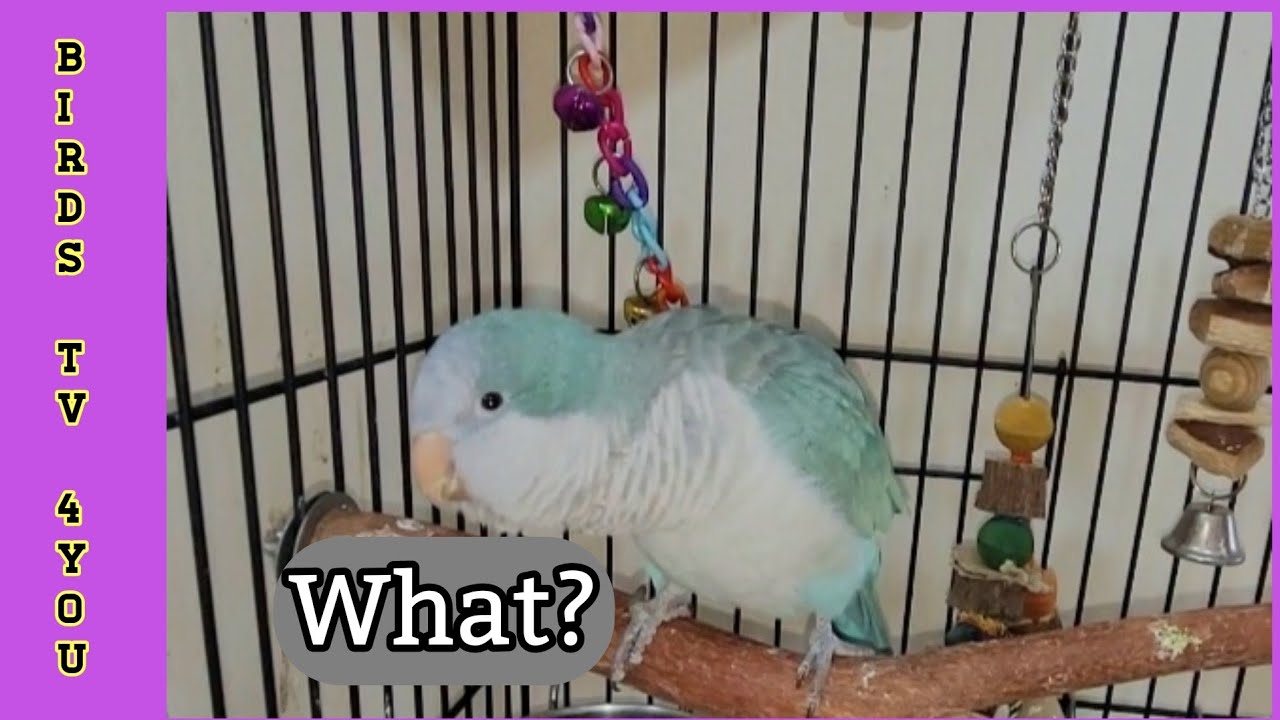 Blue Quaker Parrot Talking , Dancing and Asking | Monk Parakeet Talking ...