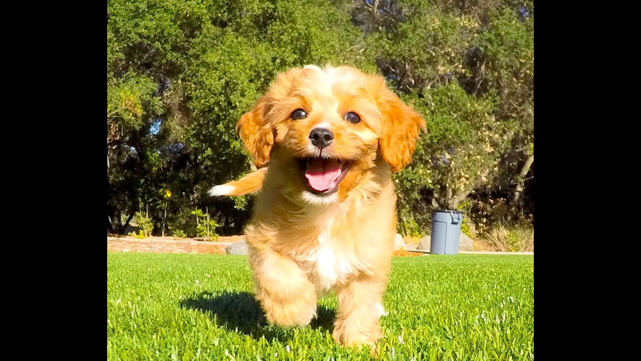 Selah is our very impressive ruby CavaPoo Hybrid F1 Female For Sale ...