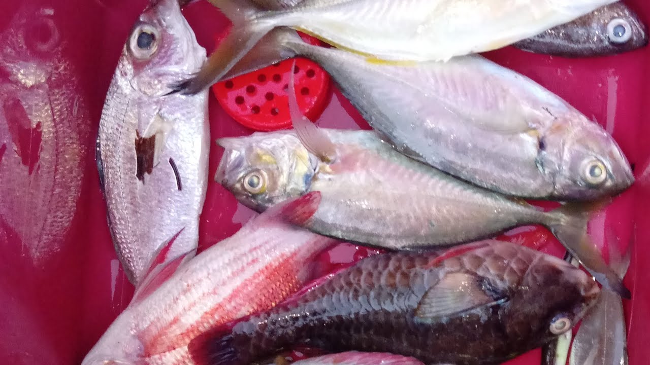 fishing in calm waters successful results - YouTube