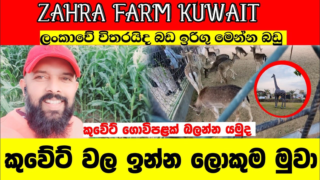 Zahara farm kuwait |කුවේට් ගොවිපළක් බලන්න යමු | kuwait farm|Abdali farm ...