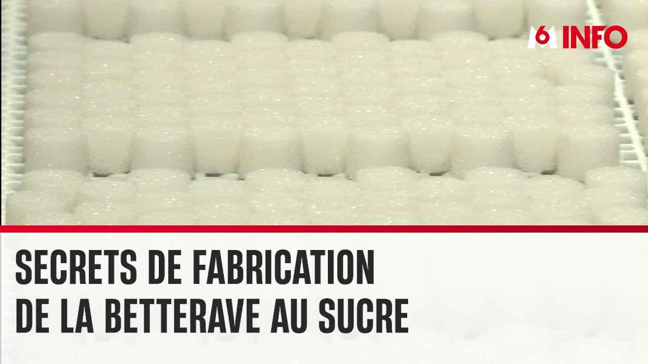 Comment fabrique-t-on de la betterave au sucre ? - YouTube