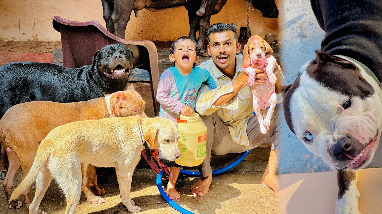 Share Dogs Ko Ek Sath Nehla Diya😍 Rocky Ko Sweta Se Mila Diya - YouTube
