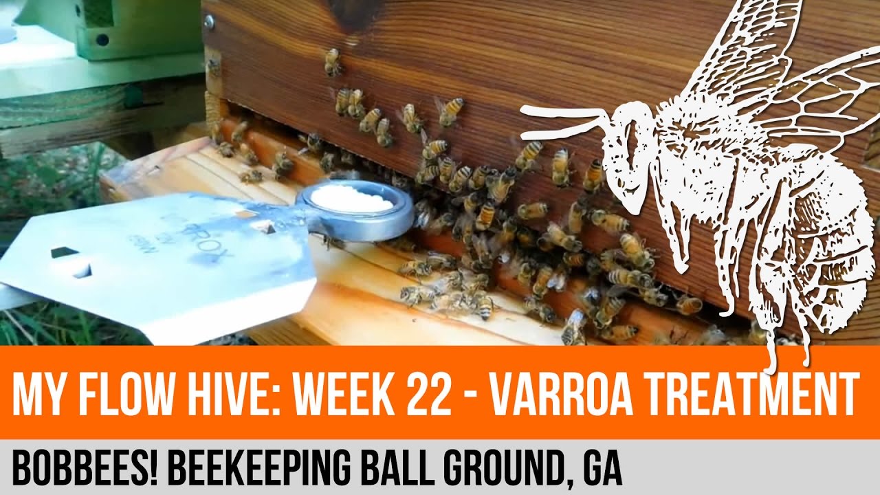 My Flow Hive: Week 22 - Varroa Mite Treatment - YouTube