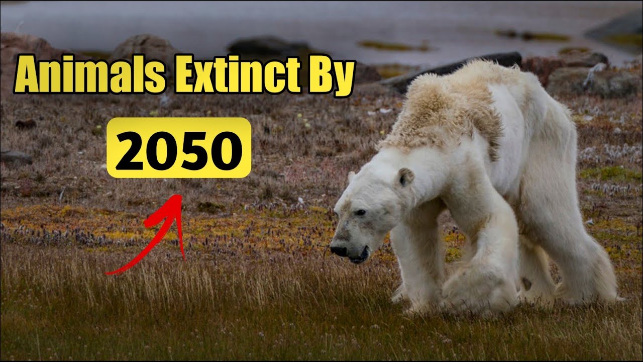 Animals extinct soon | Animals extinct by 2050 | Urdu/hindi - YouTube