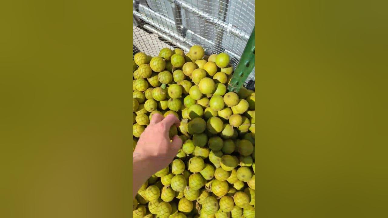 Harvesting Black Walnuts - YouTube