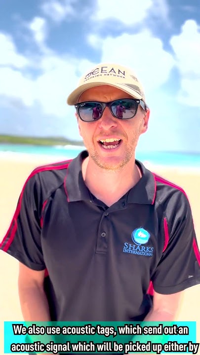 [TEASER] Saving Sharks... With Python - YouTube