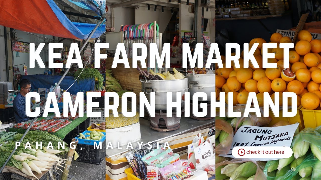 KEA Farm Market at Cameron Highland Malaysia | Walking Tour in 4K - YouTube