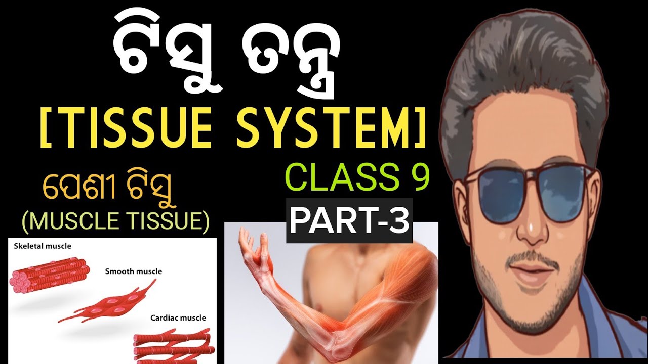 ଟିସୁ ତନ୍ତ୍ର(TISSUE SYSTEM) CLASS 9 LIFE SCIENCE CHAPTER-3 || ପେଶୀ ଟିସୁ ...