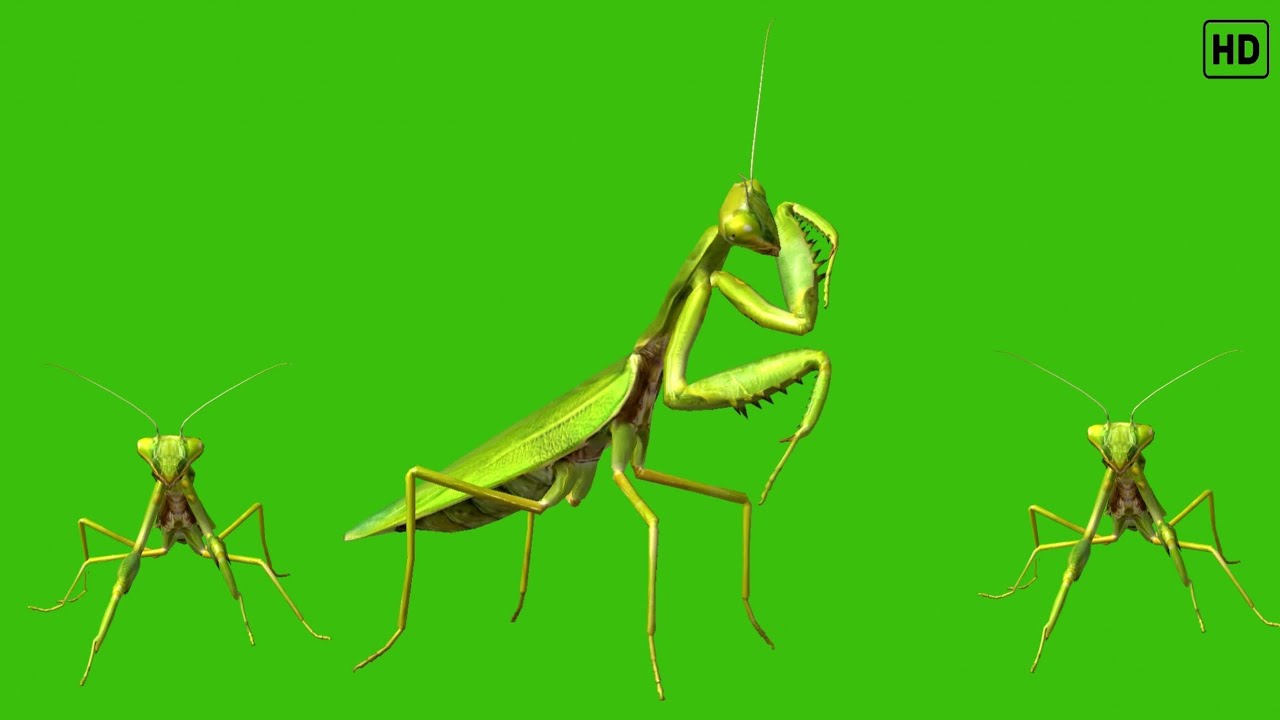 Bugs green screen video hd Copyright free || green screen video ...
