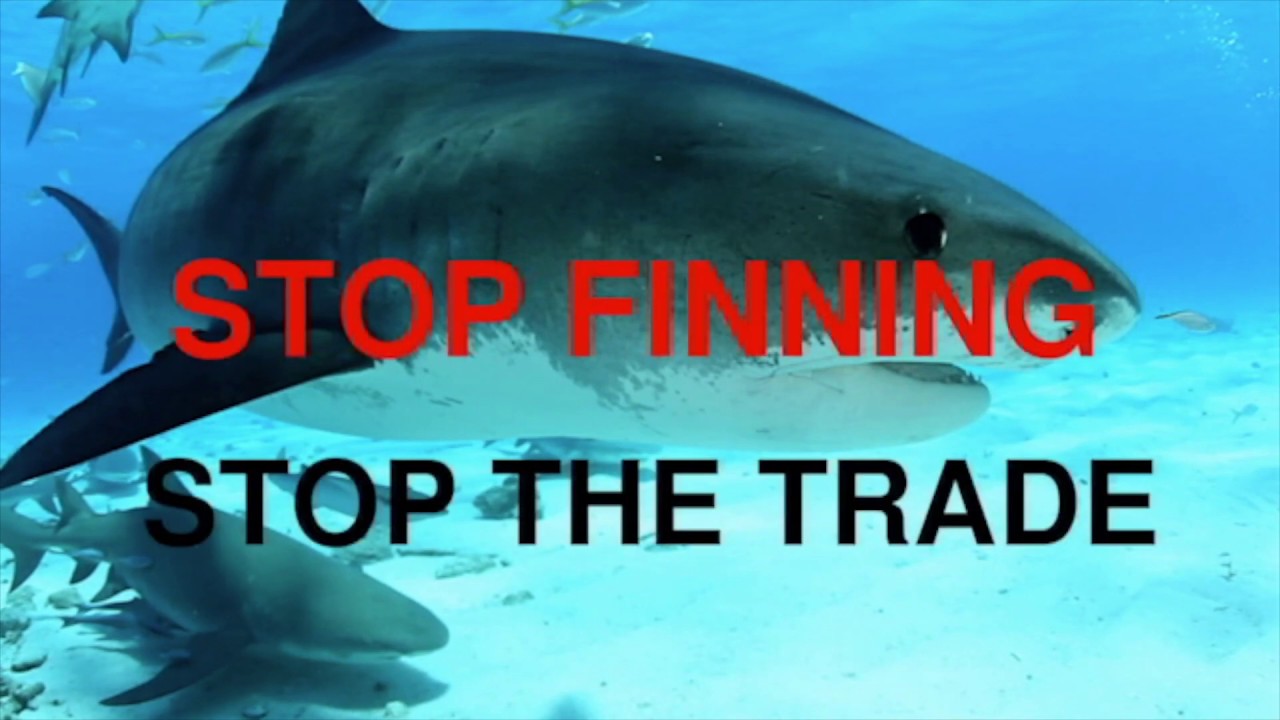 Stop Shark Finning Stop Sign