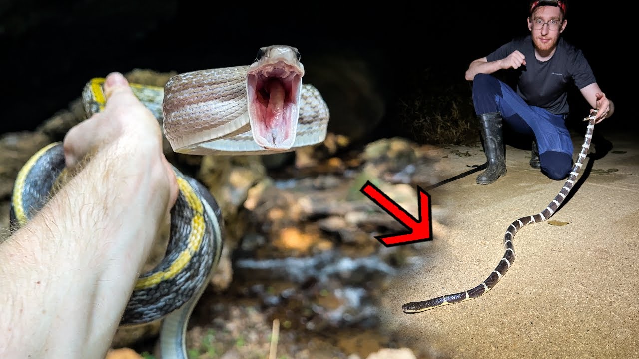 I have never seen THIS MANY DEADLY SNAKES in one place... - YouTube