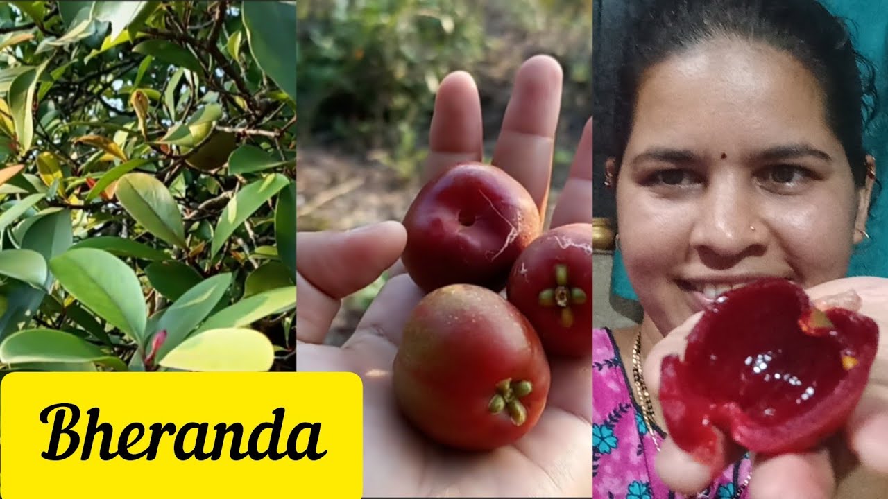 kokum - butter tree of goa - YouTube