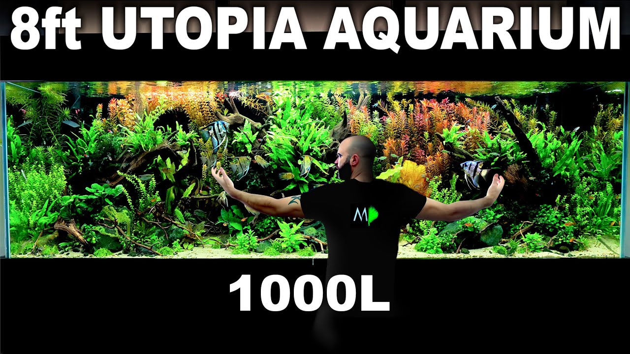 The 8ft "Utopia" Aquarium: EPIC 1000L Build over 300 Fish (Aquascape ...