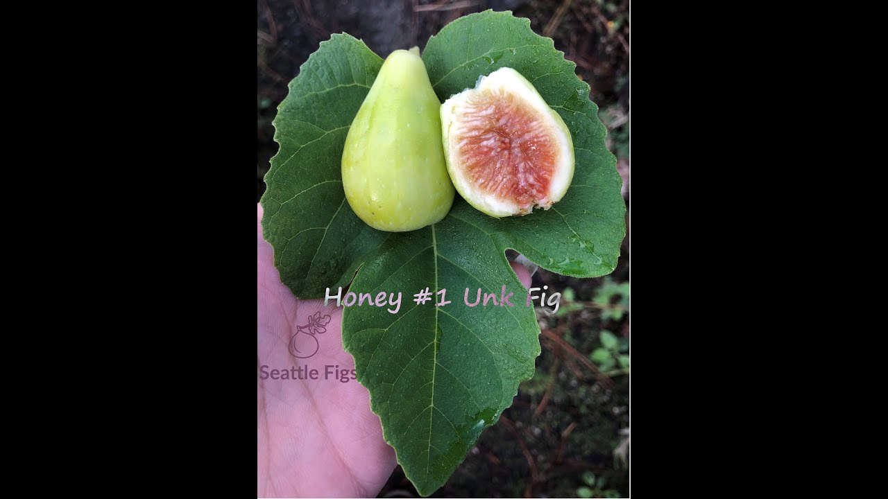 Honey #1 UNK Fig PNW Gardening - YouTube