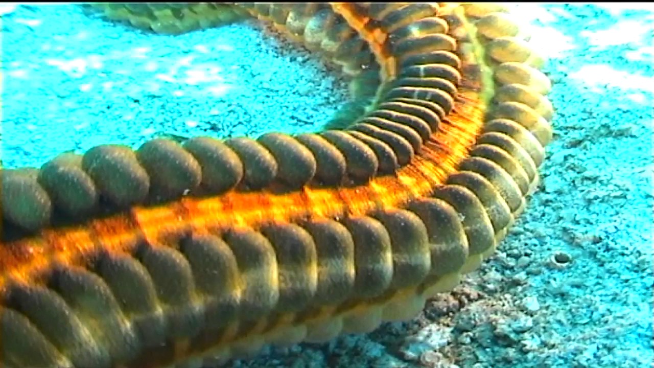 WORM 20 02 RED YELLOW (1 min 9 sec) - YouTube