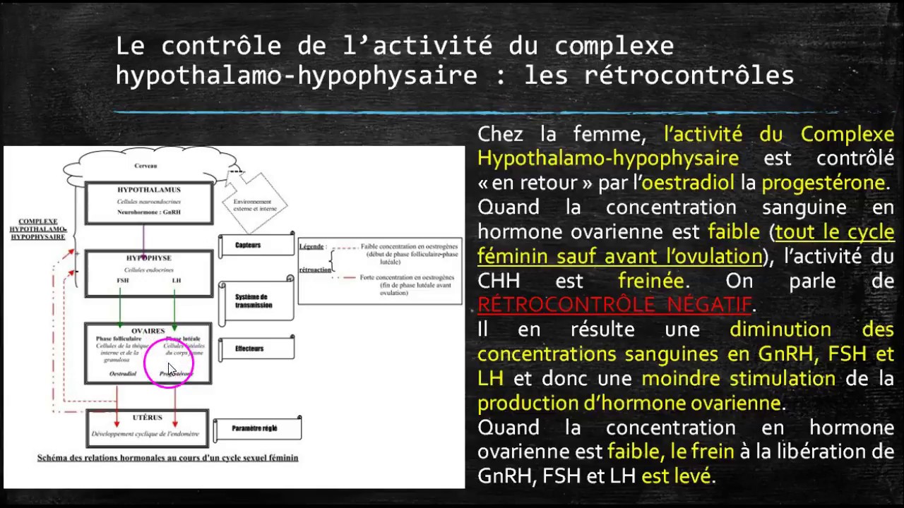 La régulation de la fonction de reproduction - YouTube