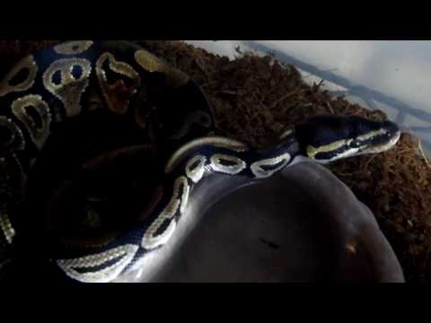 SV 4: Playing With Jafar & Snake Weight Progress.